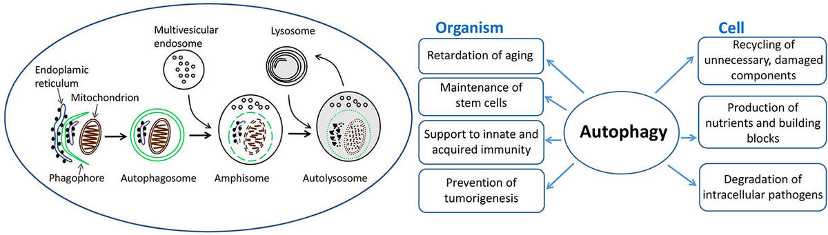 Research Topics | Eskelinen research group