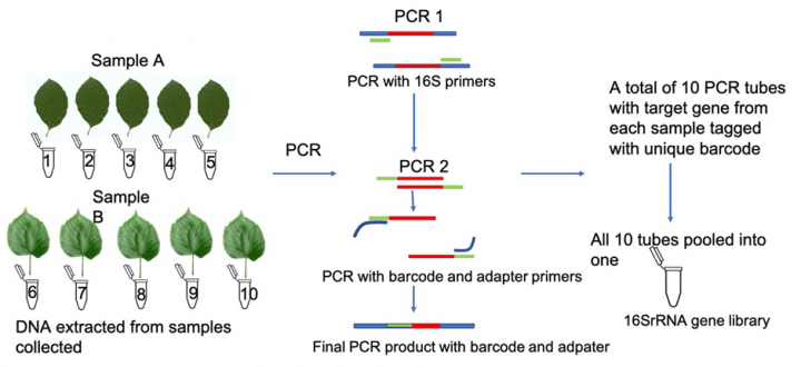 Creating gene libraries | Helandersaikkonenlab