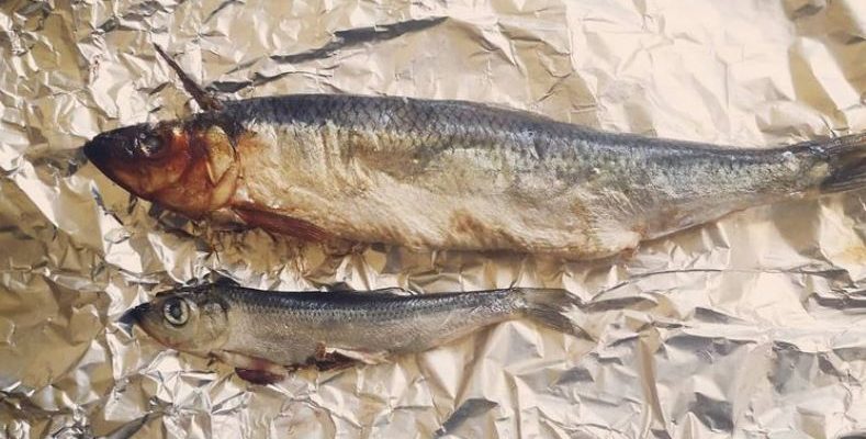 Silakka muuttuvassa ympäristössä | Baltic herring project