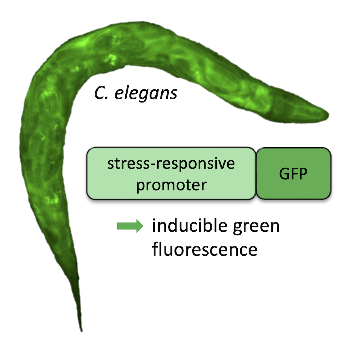 Paper published on biomonitoring of indoor air toxins with C. elegans ...