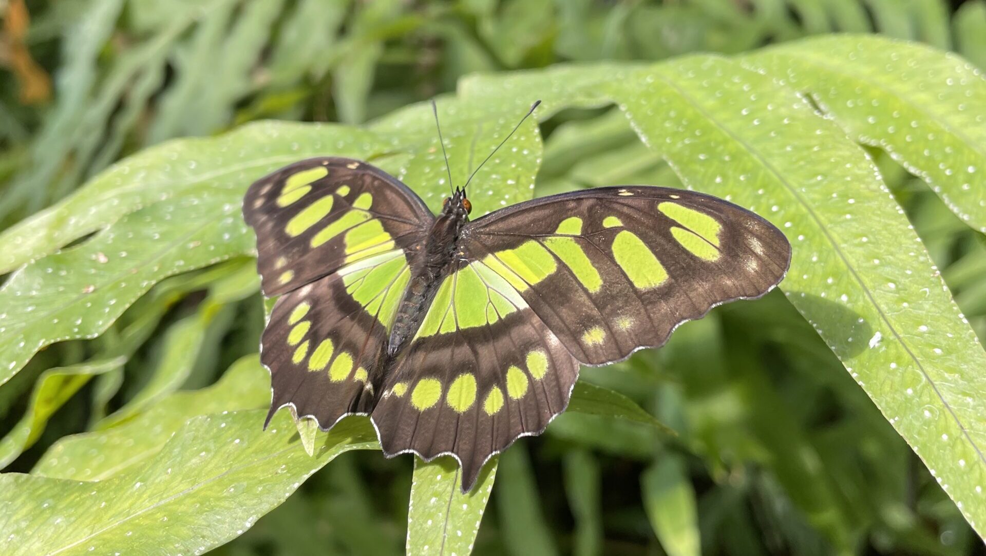 Perhospäivä puutarhalla la 17.5. | Turun yliopiston kasvitieteellinen ...