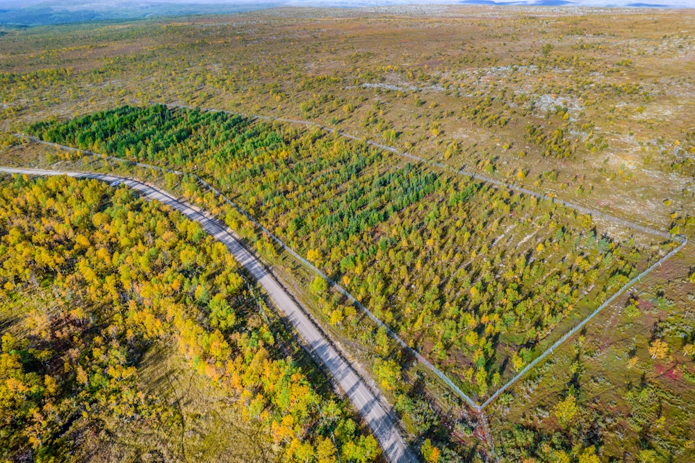Rauduskoivu leviää Suomessa pohjoisemmille alueille ilmaston lämmetessä ...