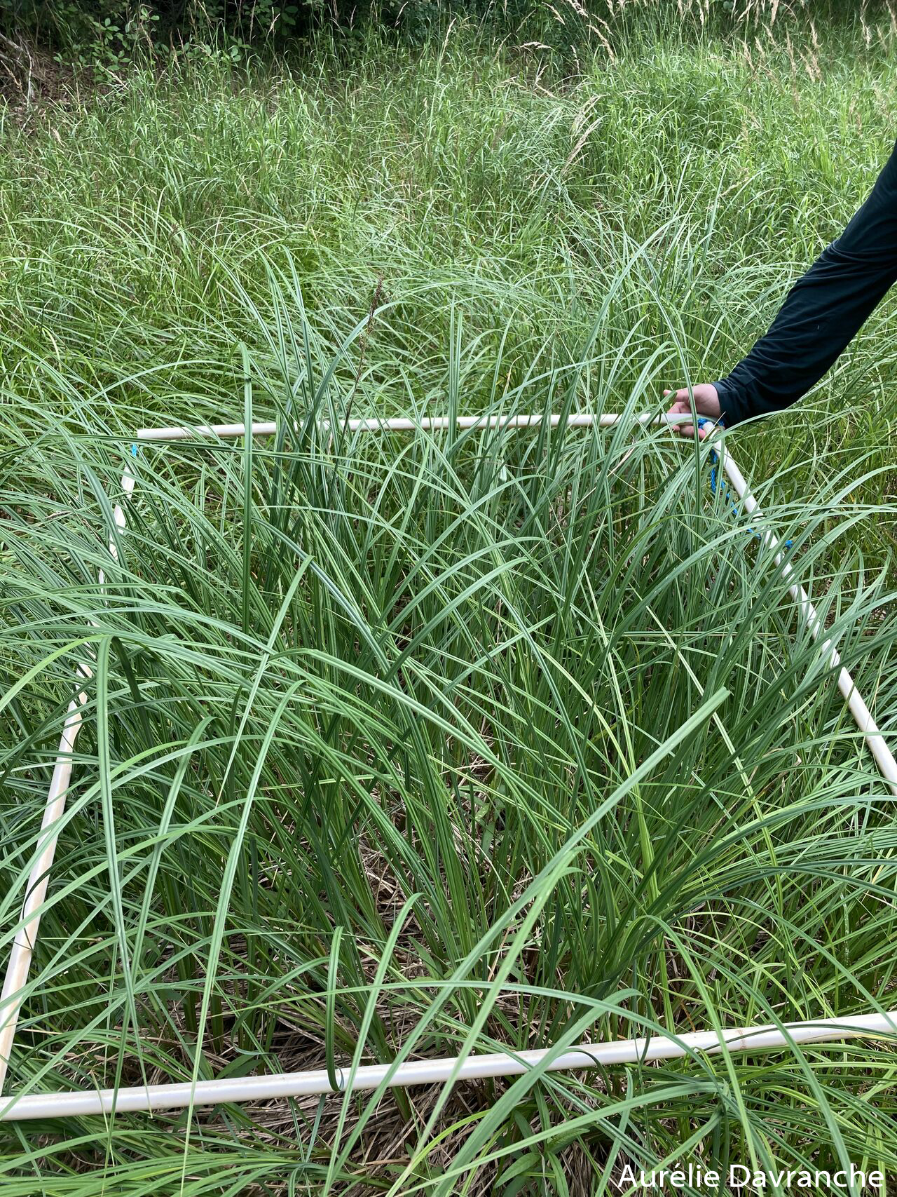 Vegetation sampling complete! | POOL