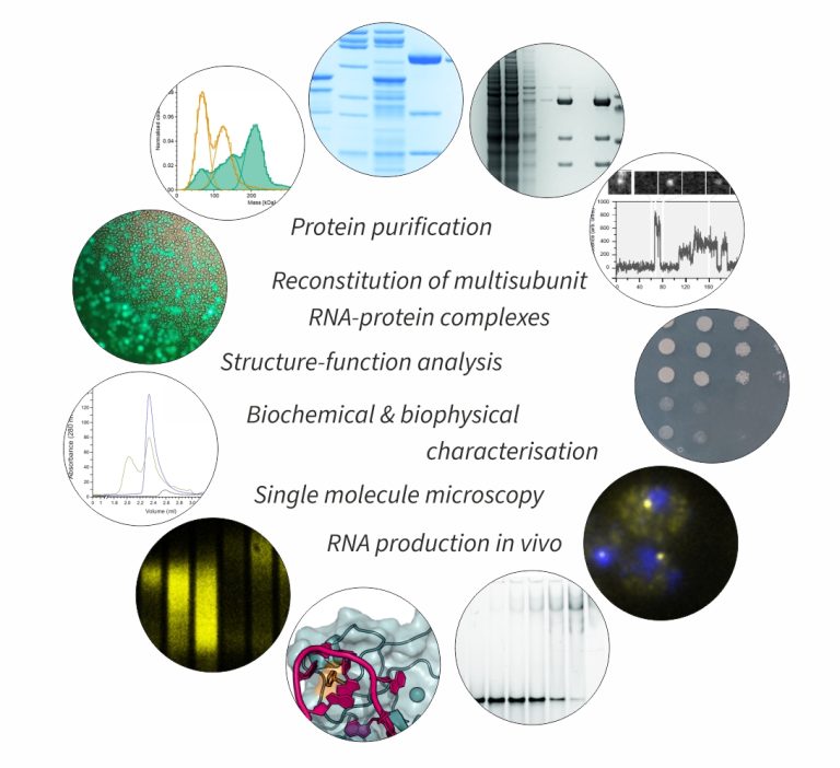 Research | Turtola Lab | Fungal RNA Biology