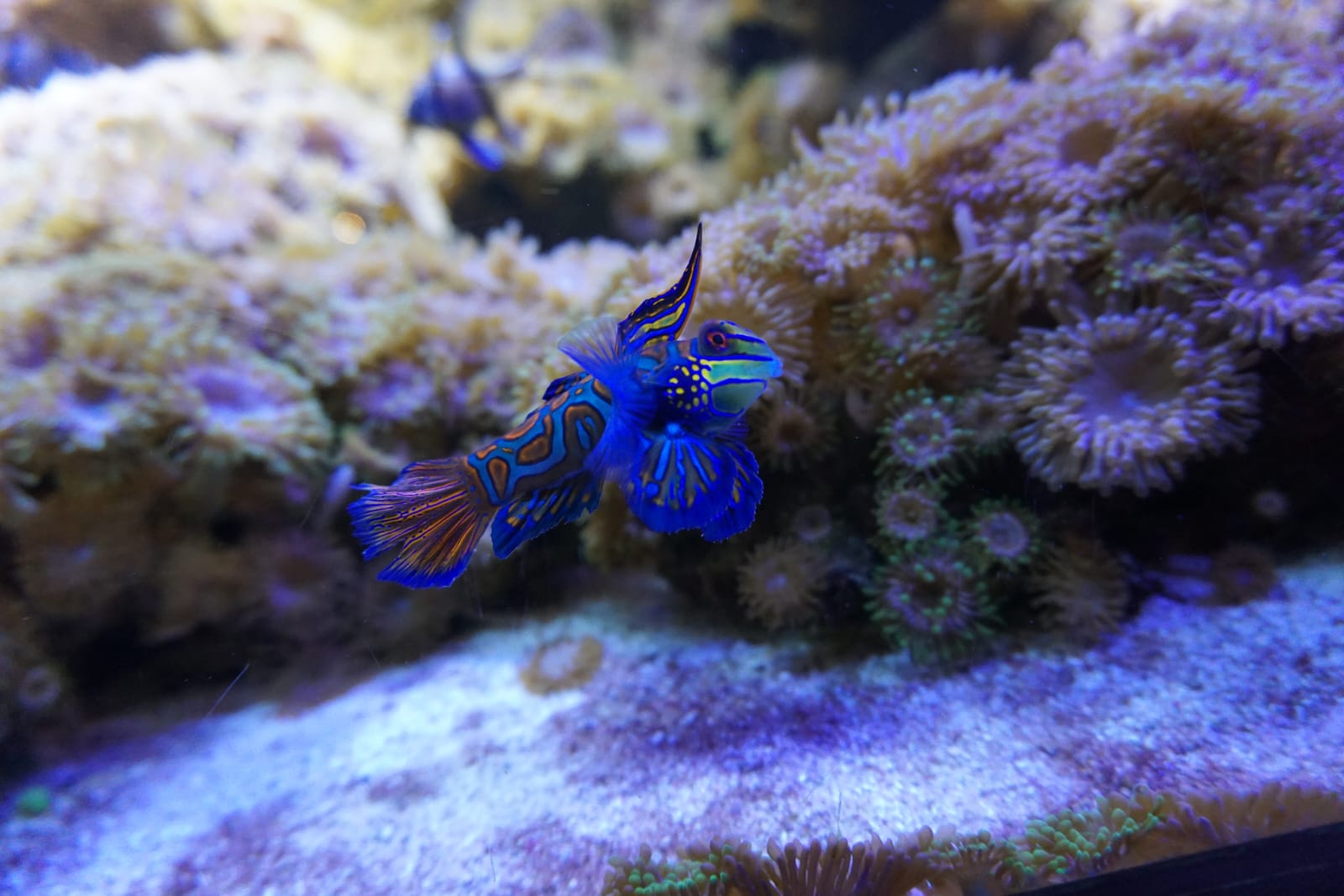 Think fish are dumb and not interesting? Let’s dive in. | UTUGreDiT