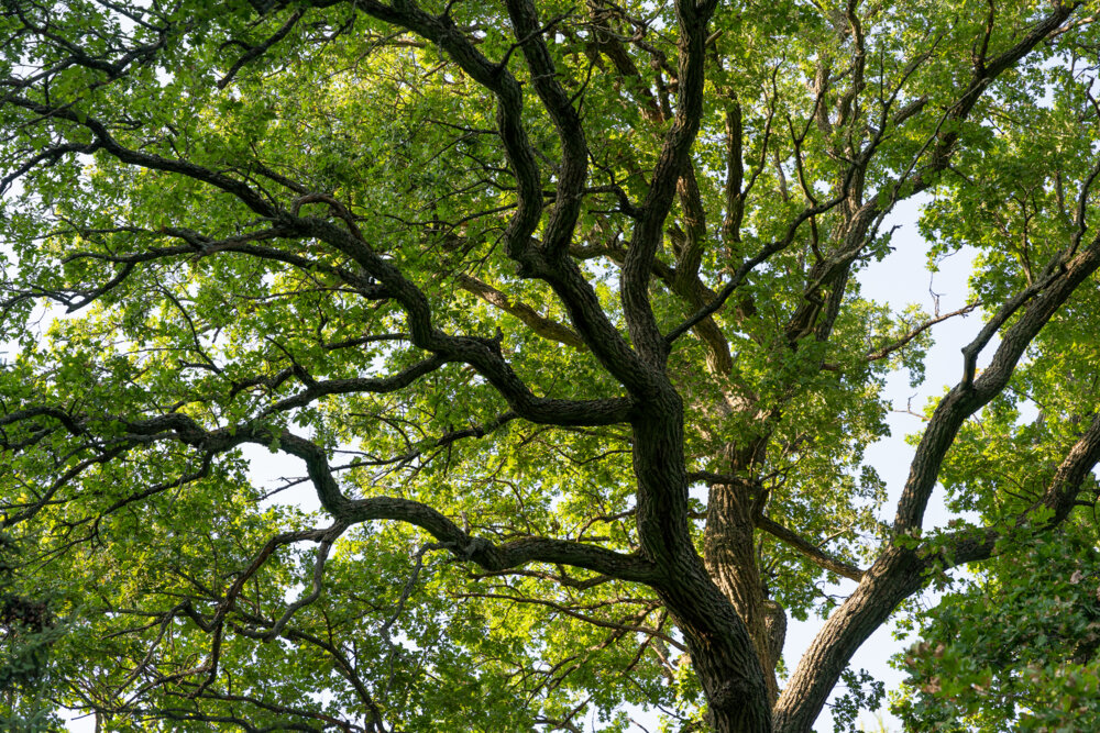 Join us for first UTU-GreDiT Webinar 27.5. 15:00-16:00: Eni Bullaj ...